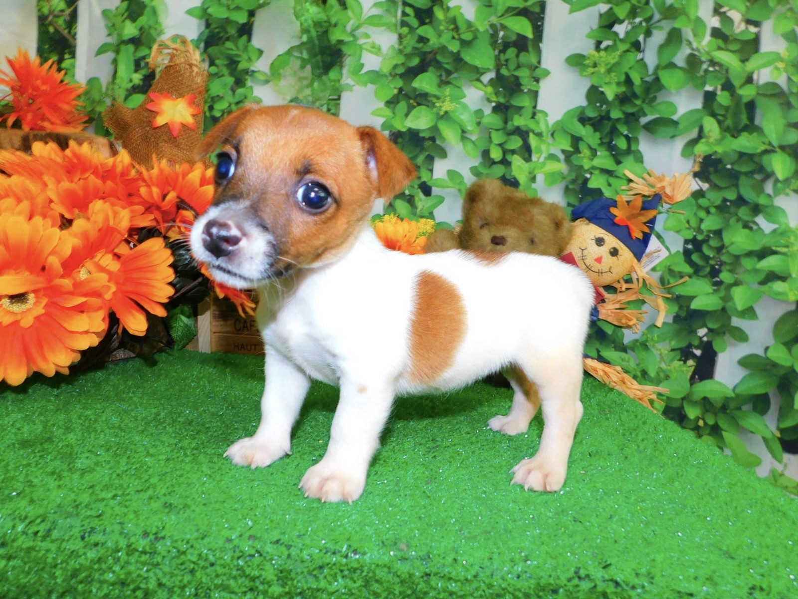 Hug-A-Pup The Puppy Specialists