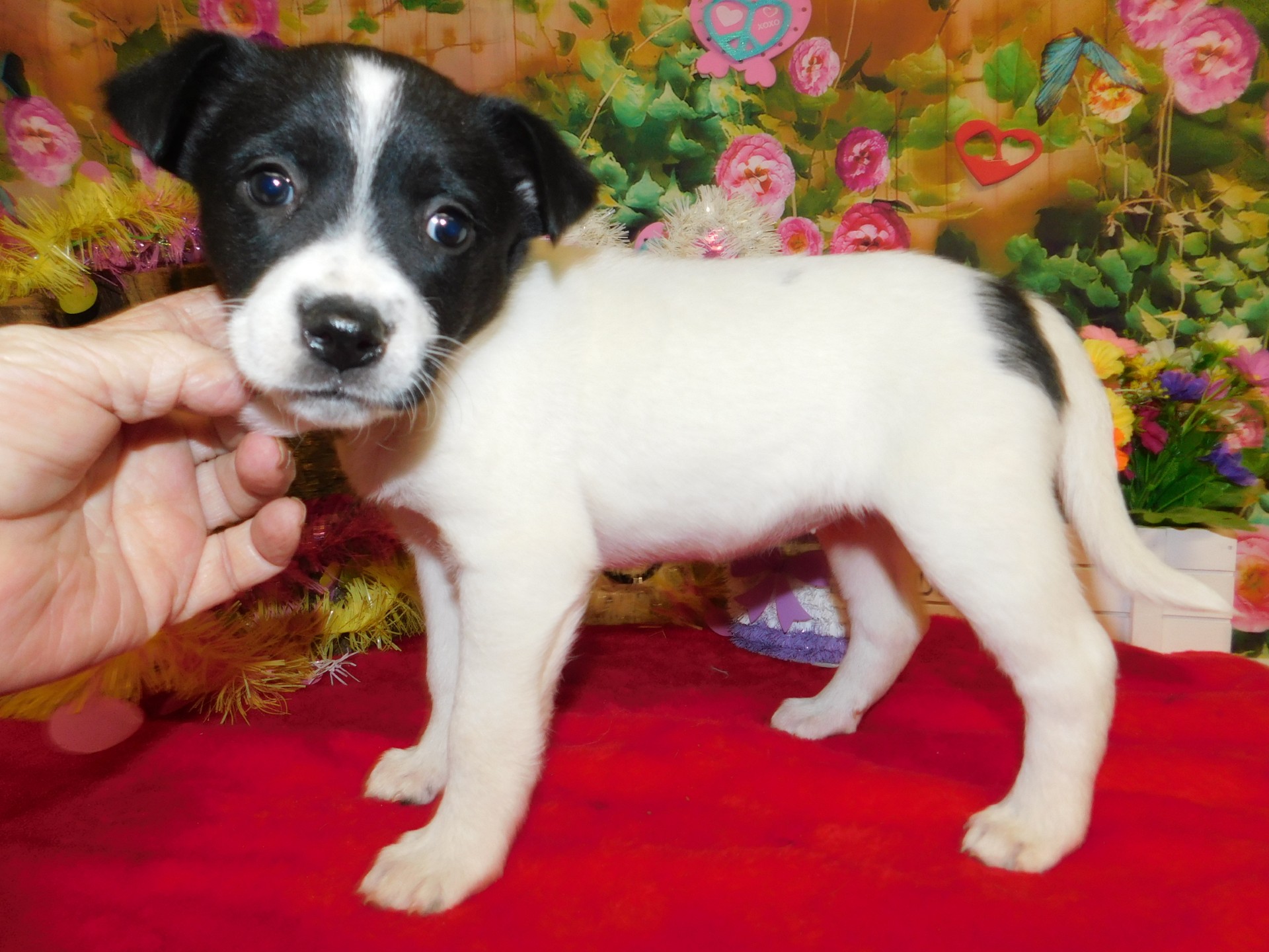 Hug-A-Pup The Puppy Specialists