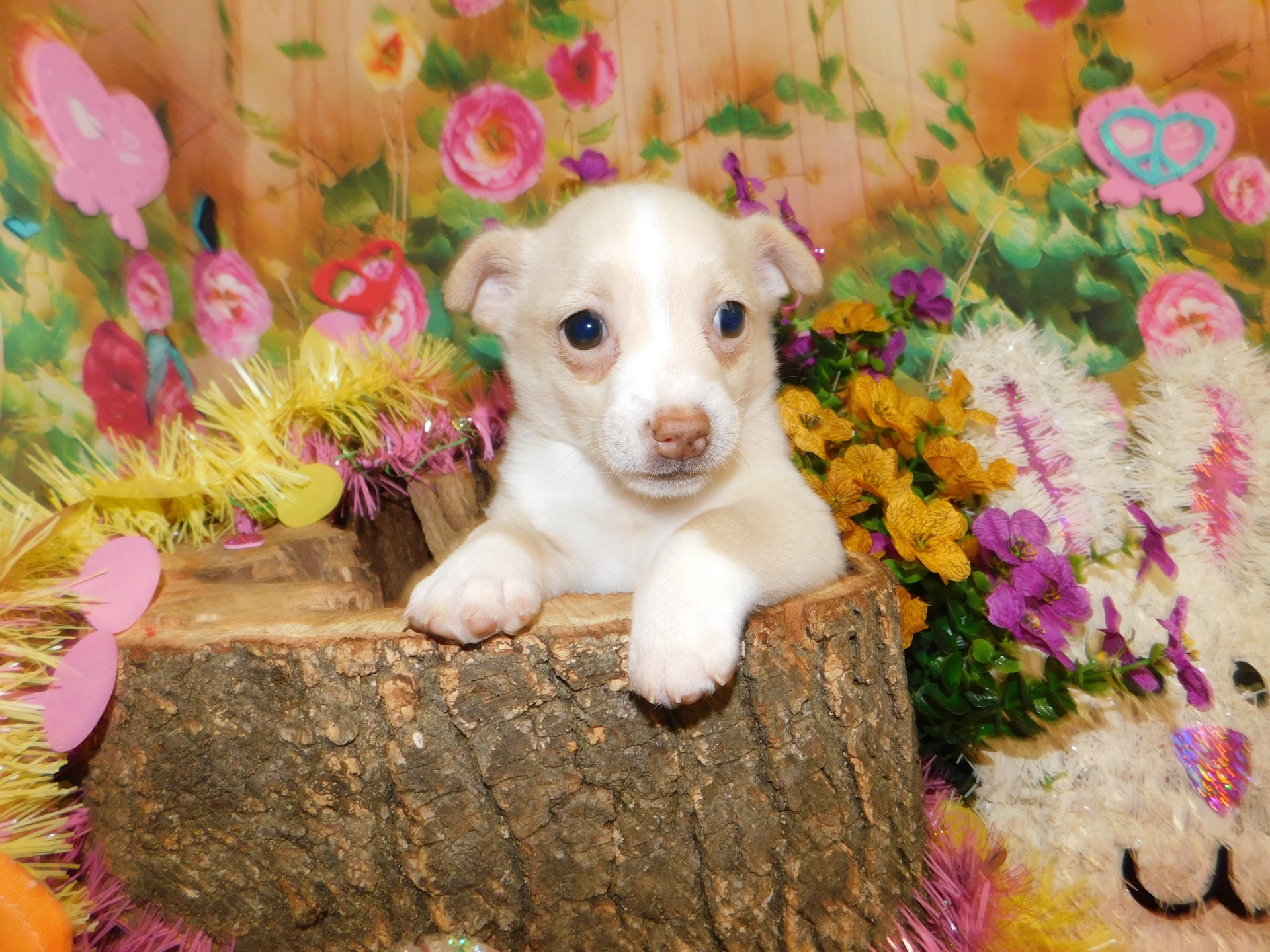 Hug-A-Pup The Puppy Specialists