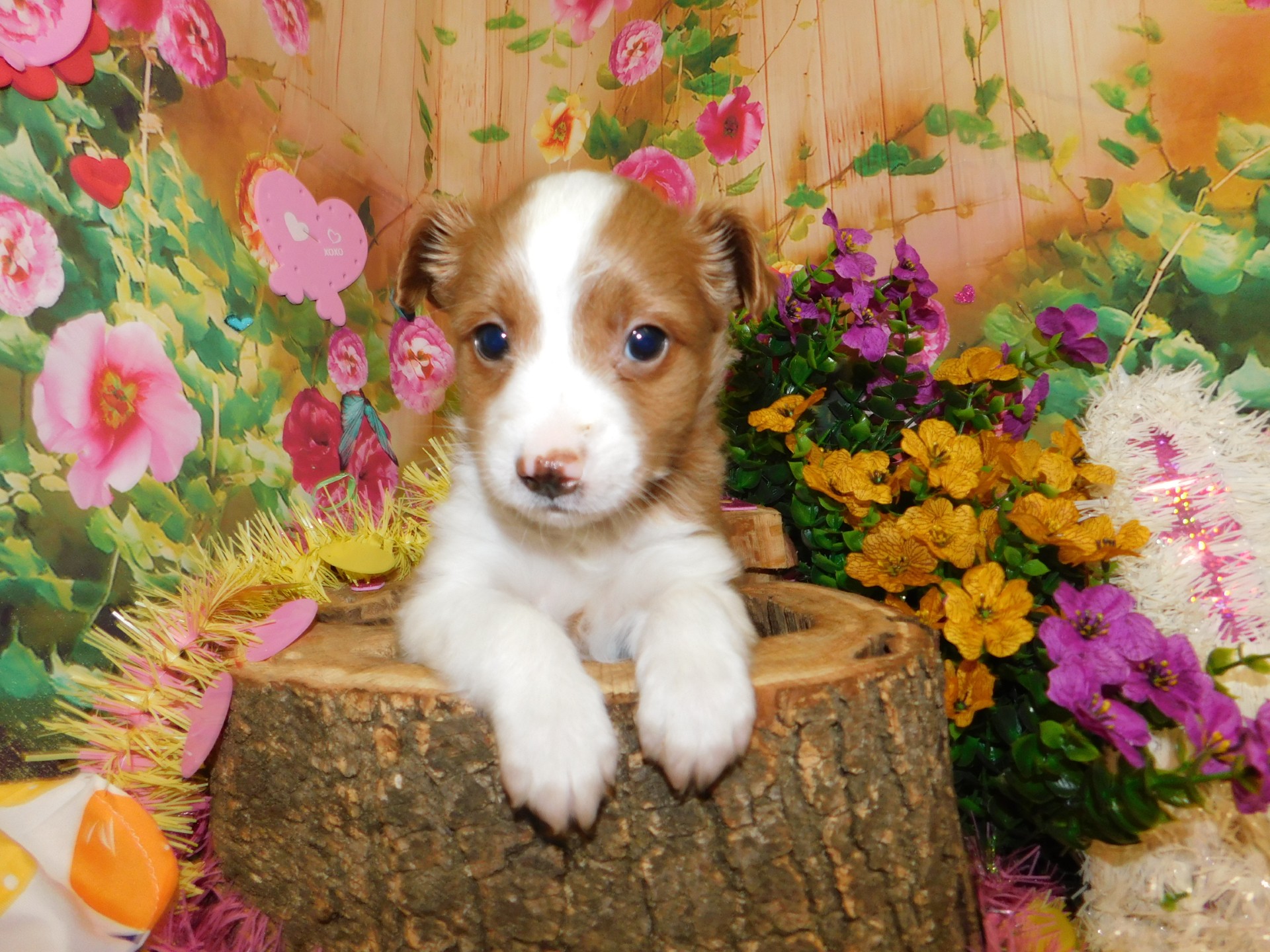 Hug-A-Pup The Puppy Specialists