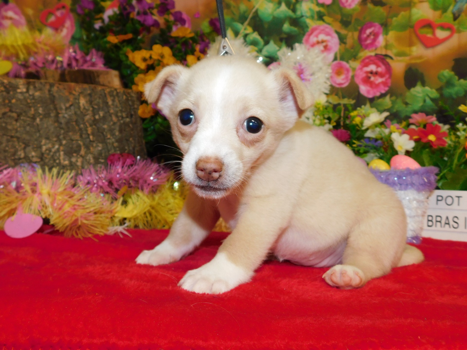 Hug-A-Pup The Puppy Specialists