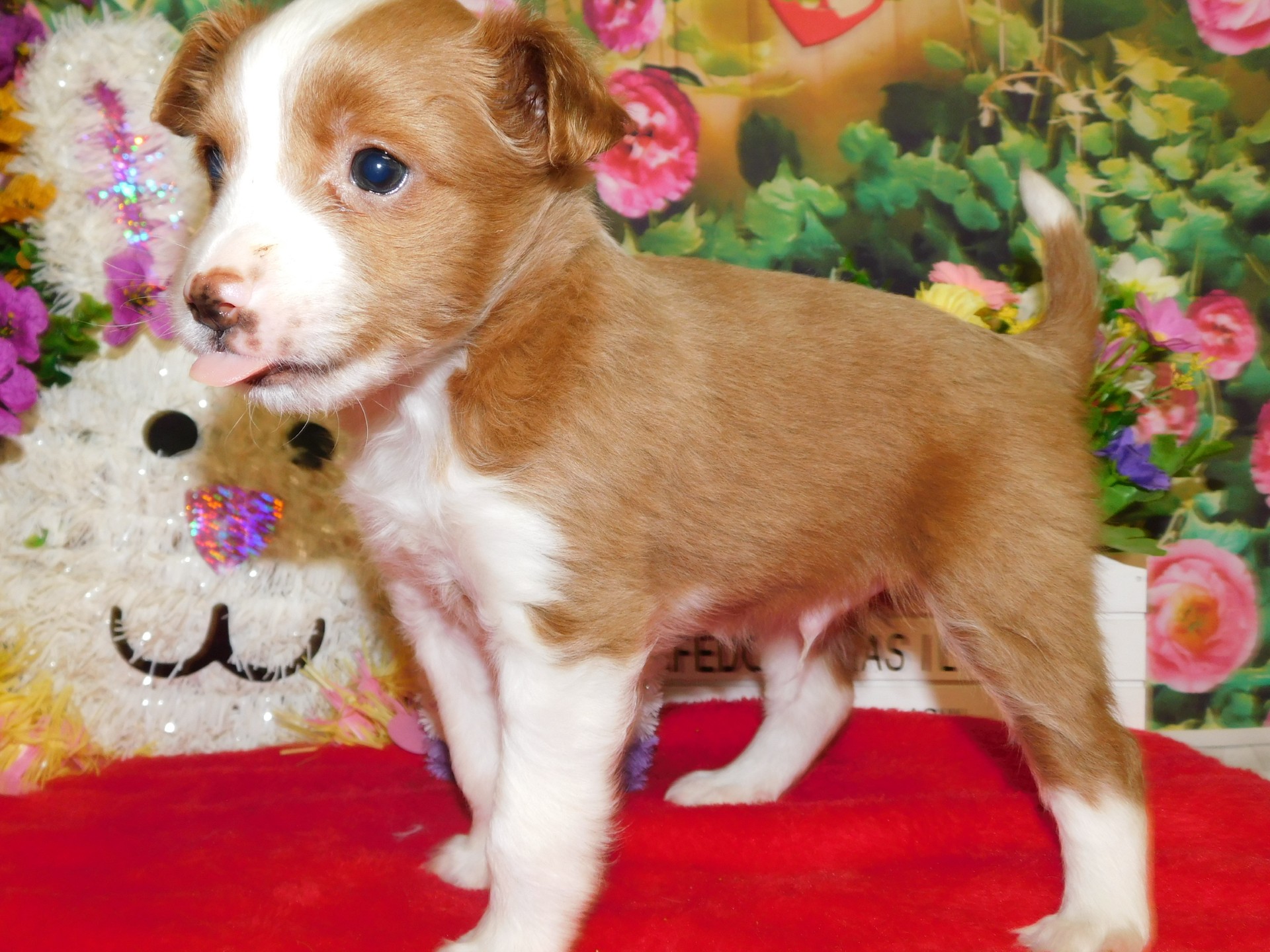 Hug-A-Pup The Puppy Specialists