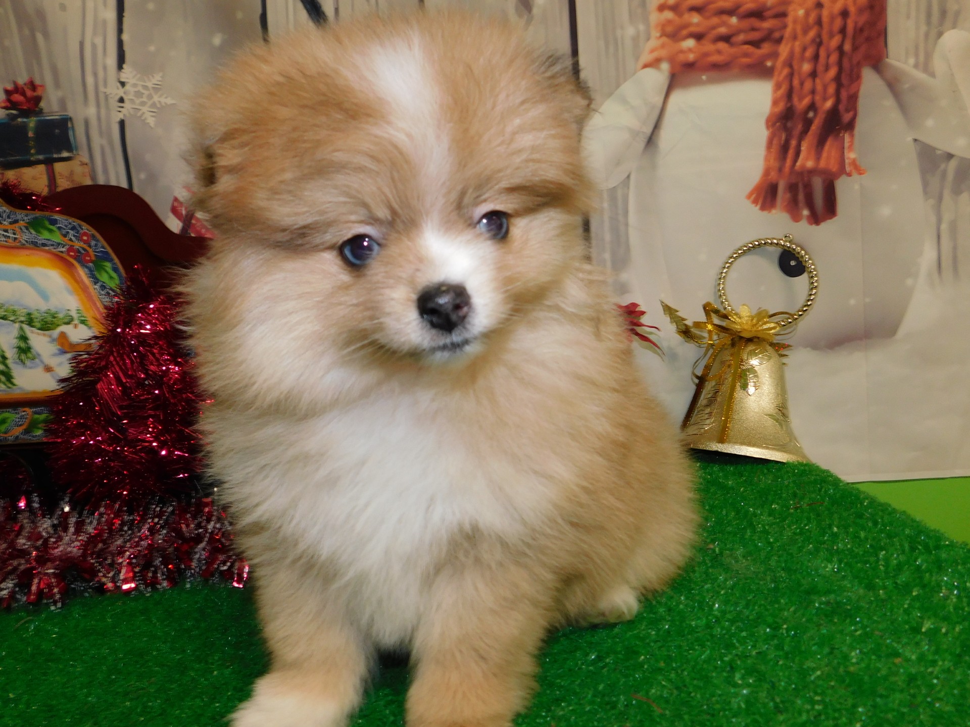 Hug-A-Pup The Puppy Specialists