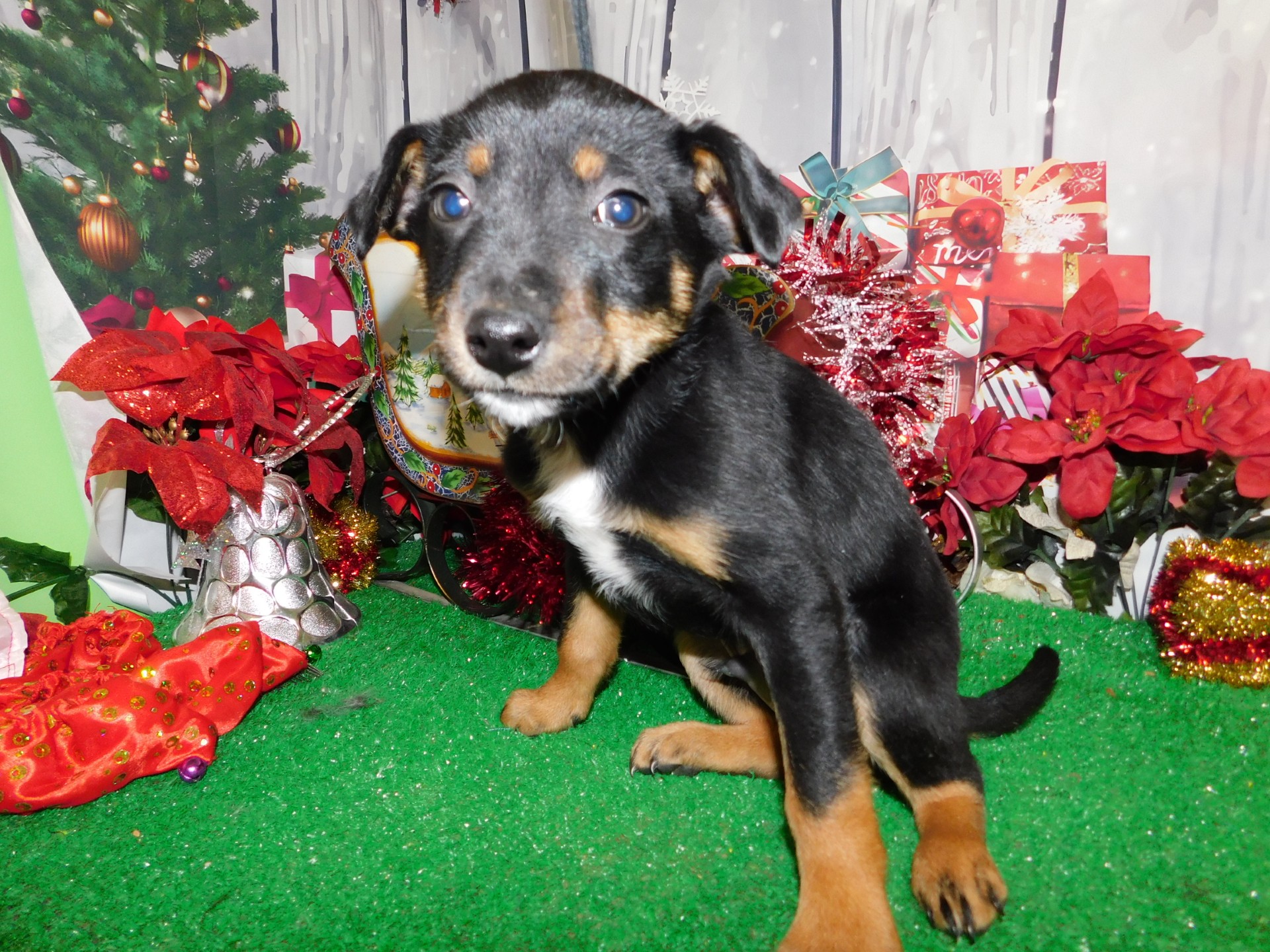 Hug-A-Pup The Puppy Specialists