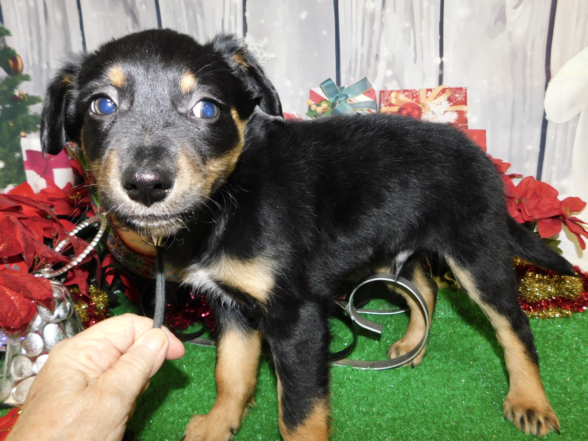 Hug-A-Pup The Puppy Specialists