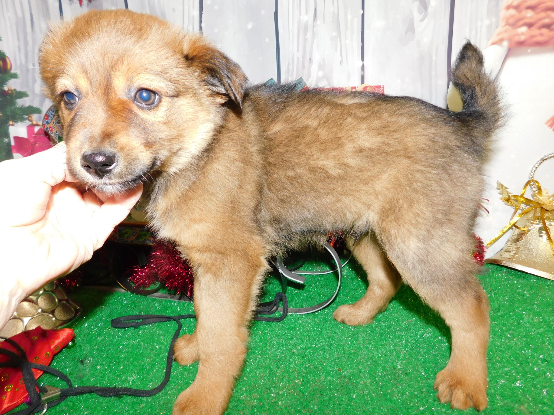 Hug-A-Pup The Puppy Specialists