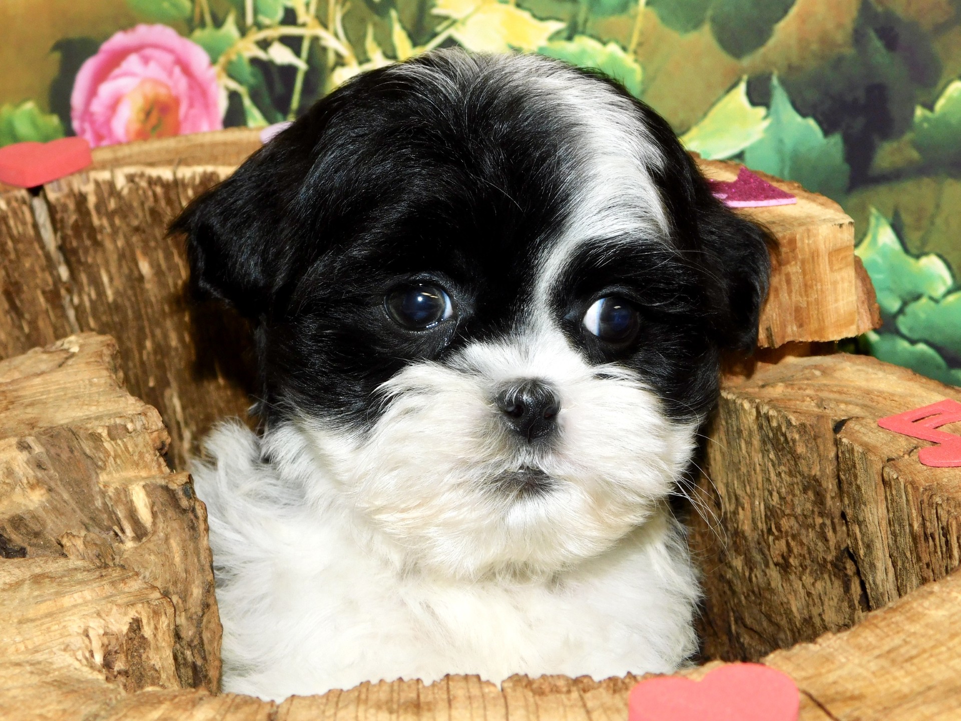 Hug-A-Pup The Puppy Specialists