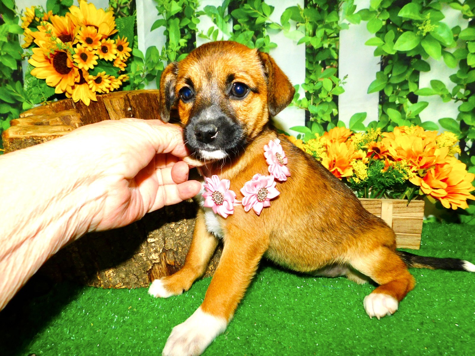 Hug-A-Pup The Puppy Specialists