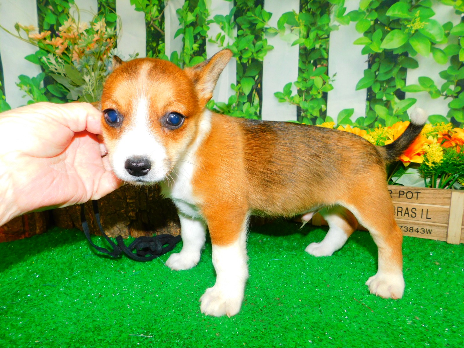 Hug-A-Pup The Puppy Specialists