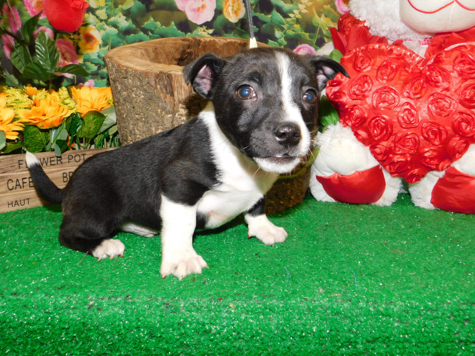 Hug-A-Pup The Puppy Specialists