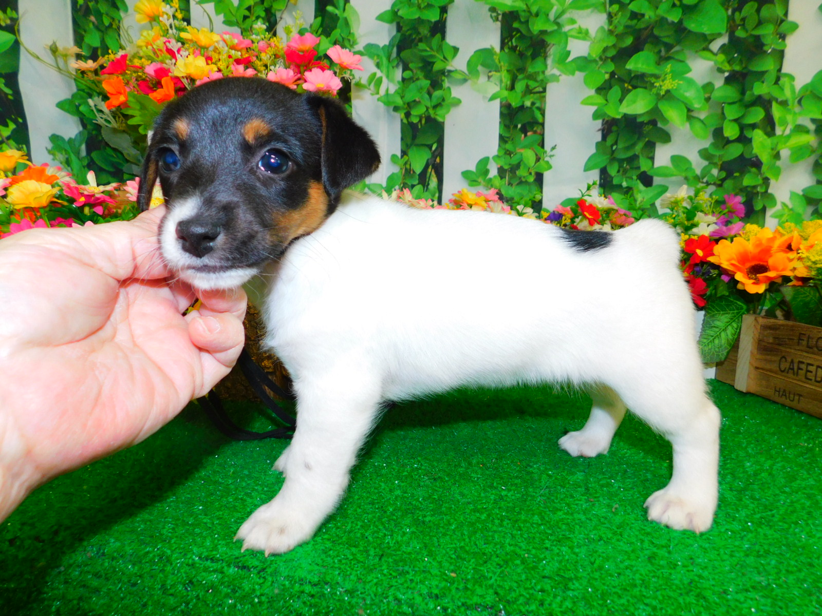 Hug-A-Pup The Puppy Specialists