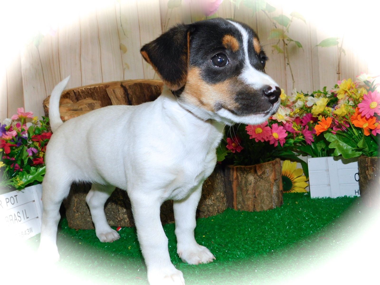 Hug-A-Pup The Puppy Specialists