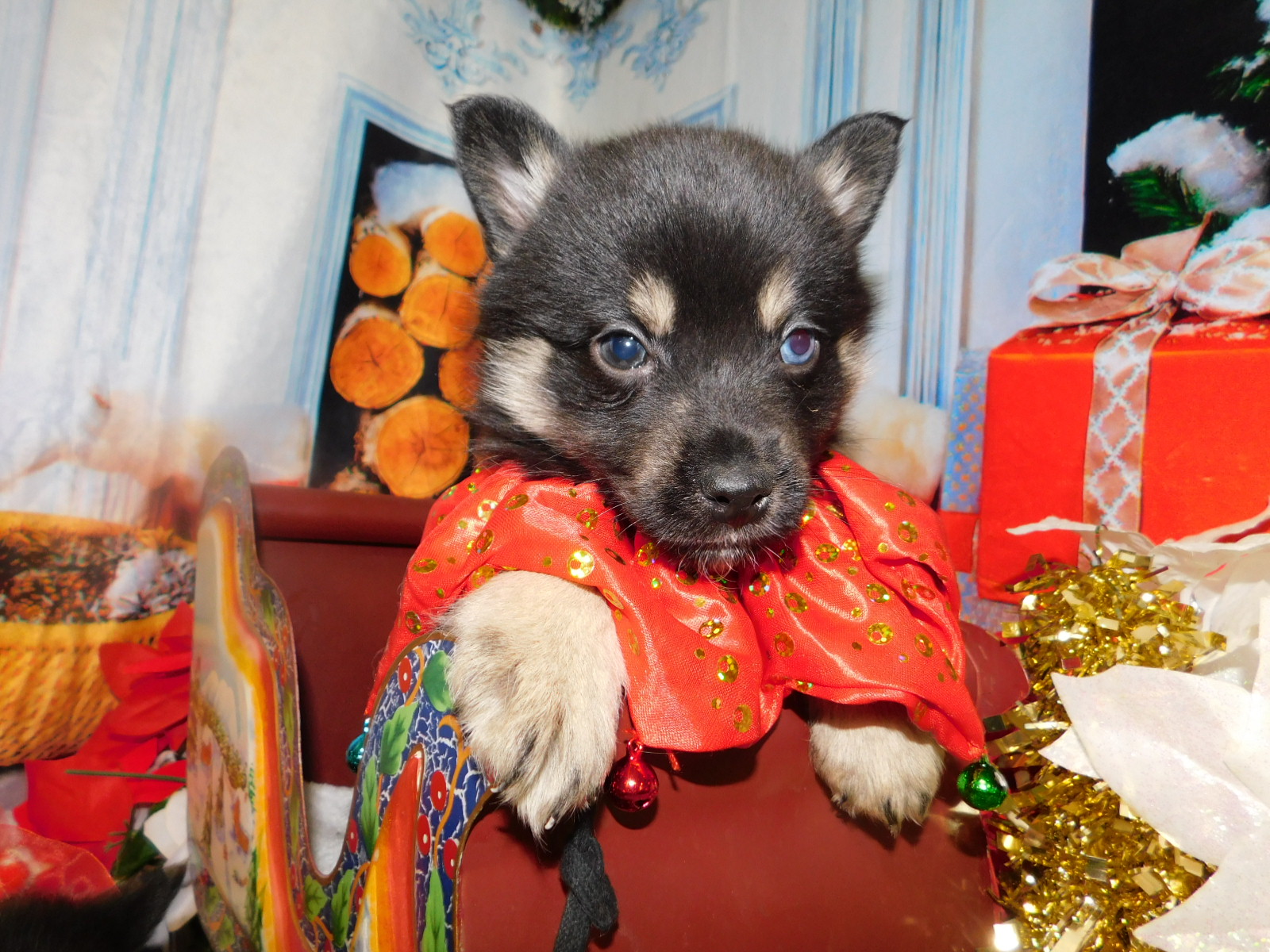 Hug-A-Pup The Puppy Specialists