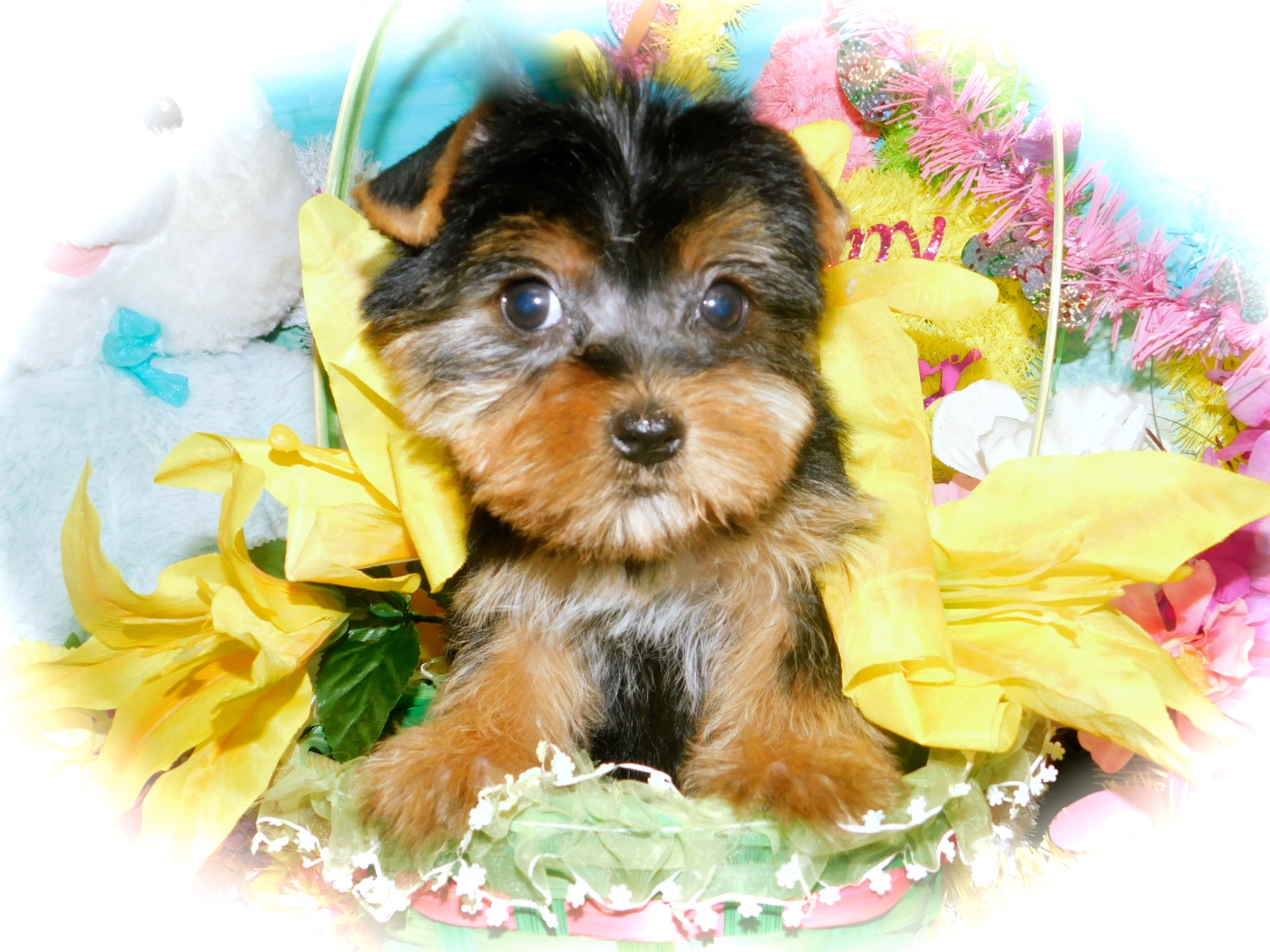 Hug-A-Pup The Puppy Specialists