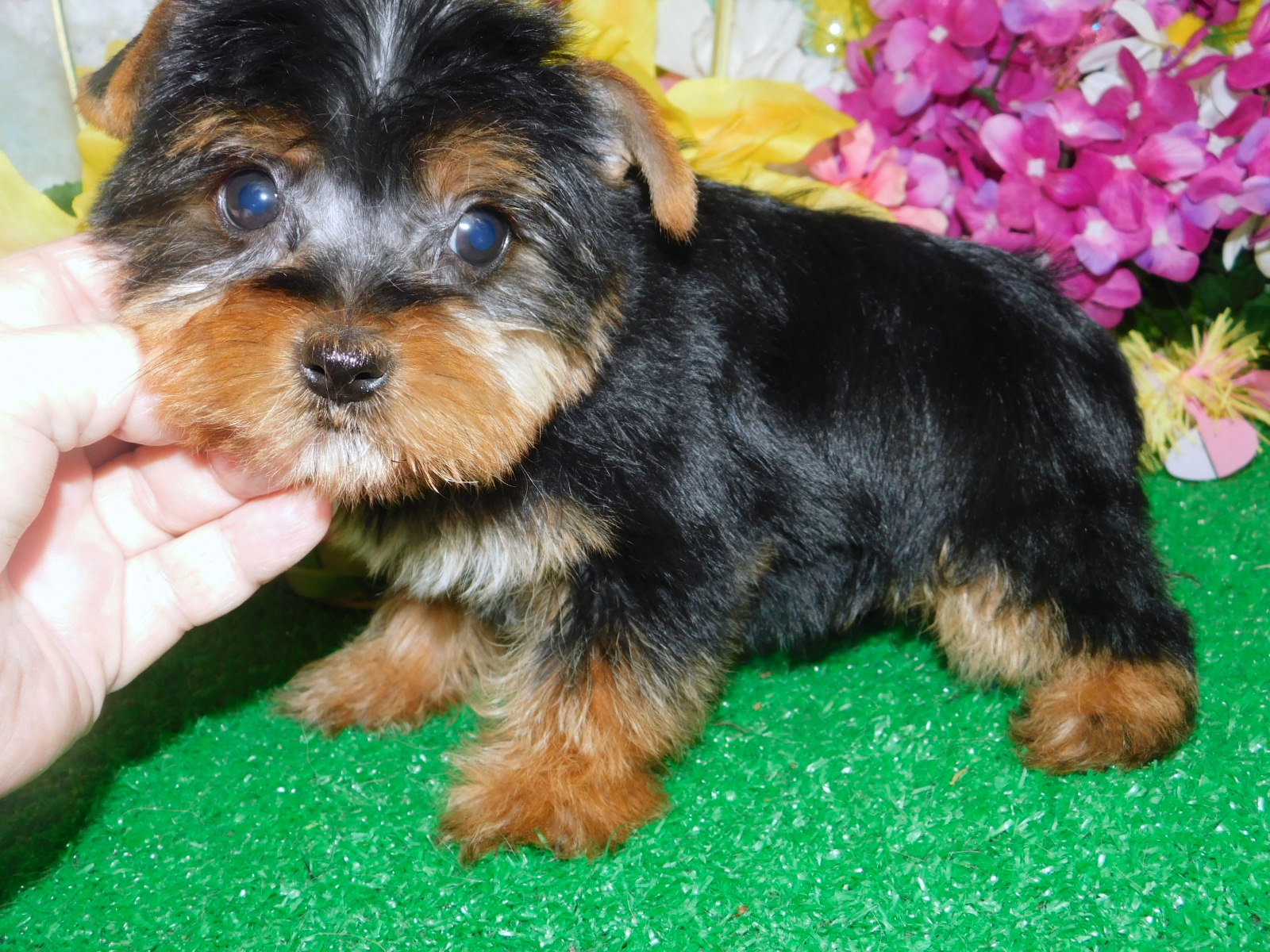 Hug-A-Pup The Puppy Specialists