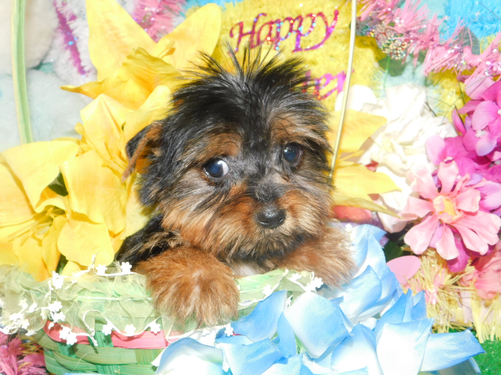 Hug-A-Pup The Puppy Specialists