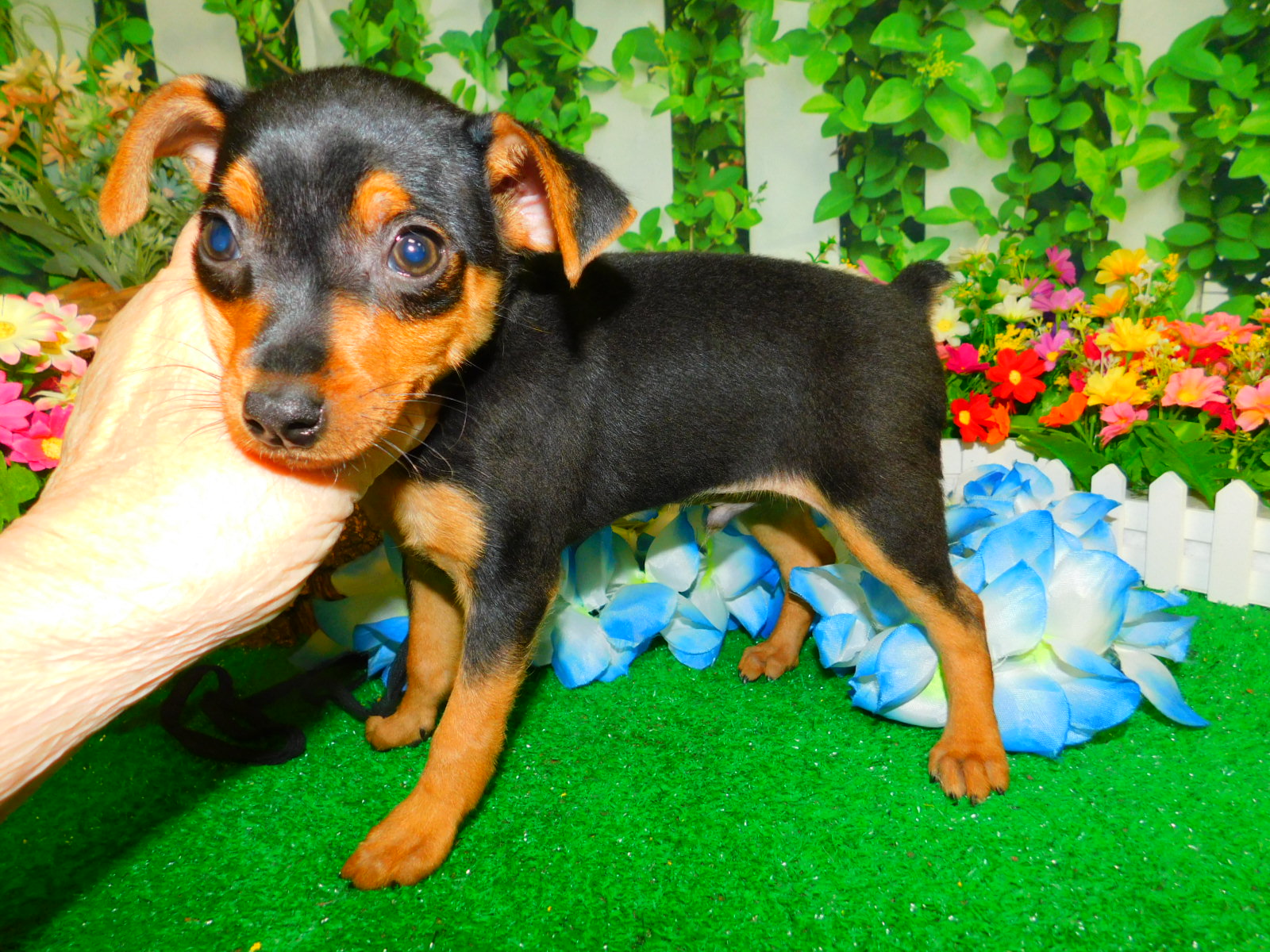 Hug-A-Pup The Puppy Specialists